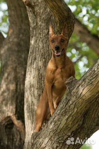 Цвергпинчер