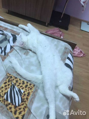 Кошка турецкая ангора