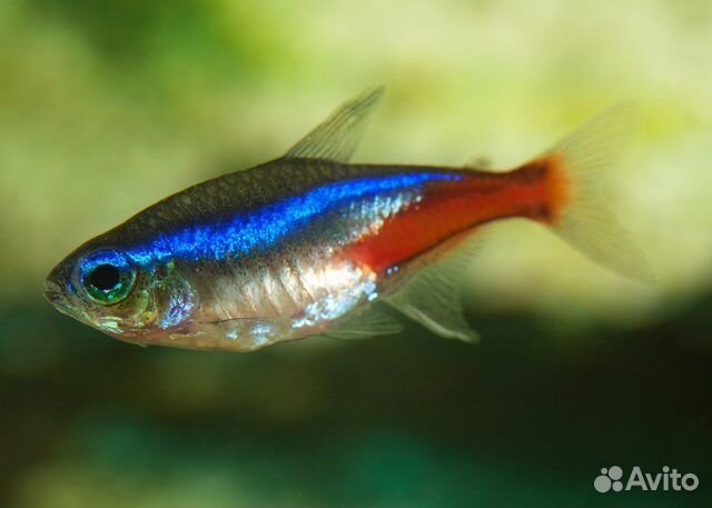 Аквариумные рыбки неоны
