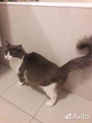 Нежная красотка