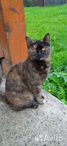 Кошки в добрые руки