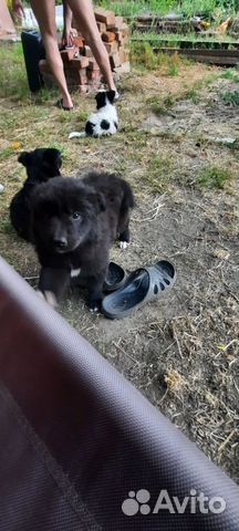 Щенки, 2 белых и 4 черных
