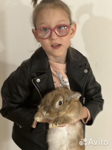 Декоративные кролики