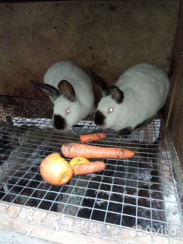 Калифорнийские кролики