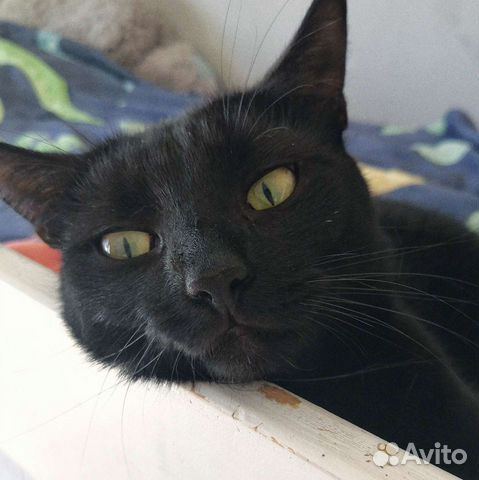Кошка в дар