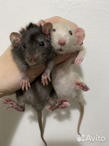 Крысята крысы лонг длинношерстные
