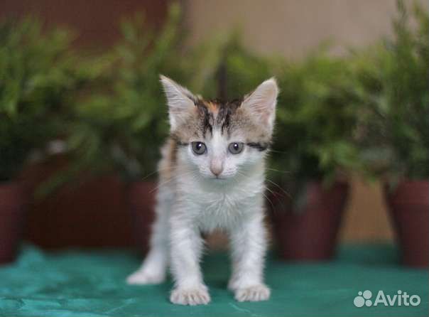 Котенок