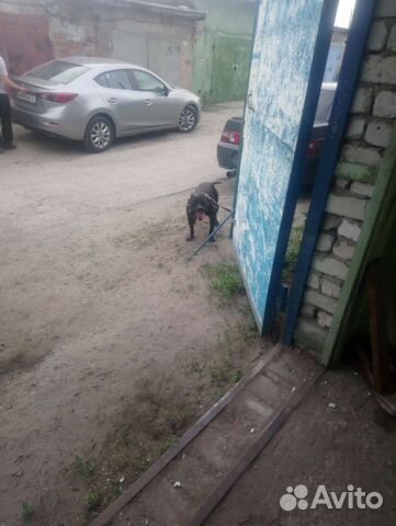 Питбуль рр на вязку