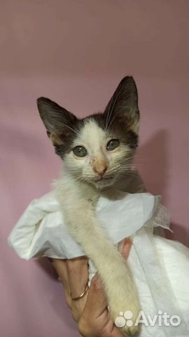 Котенок