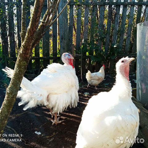 Индюшата Биг-6