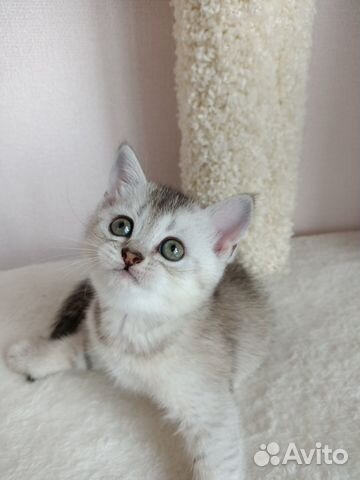 Продам шотландских котят