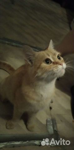 Кошечка в добрые руки