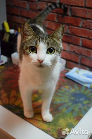 Кошечка Тося 4 года