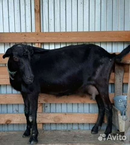 Коза дойная чешская