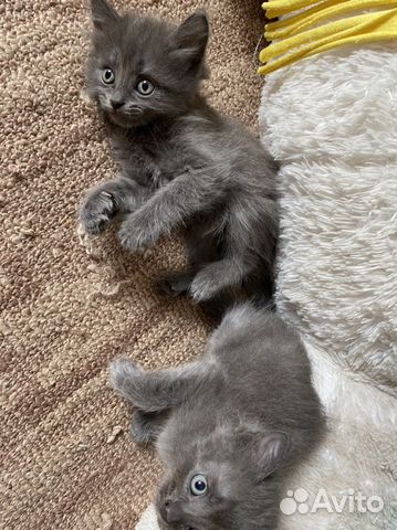 Котята в добрые руки 1 месяц