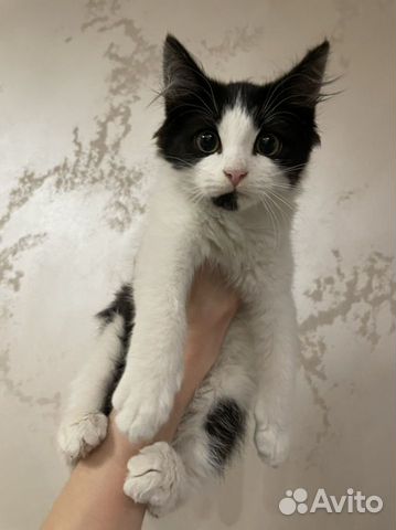Котенок ищет дом