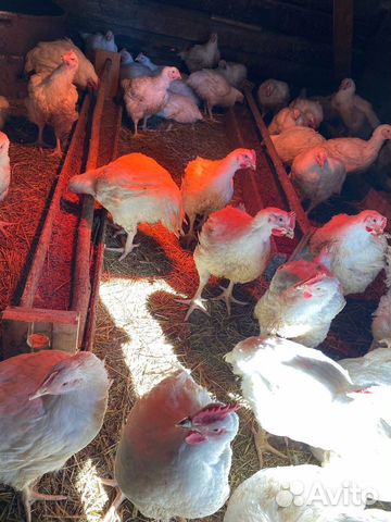 Куры домашние бройлеры