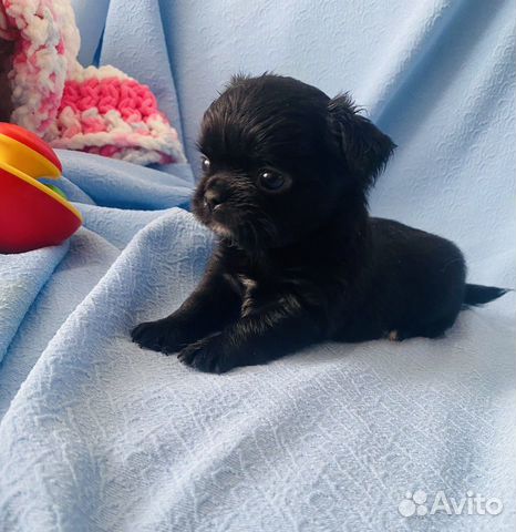 Девочка чихуахуа Документы РКФ