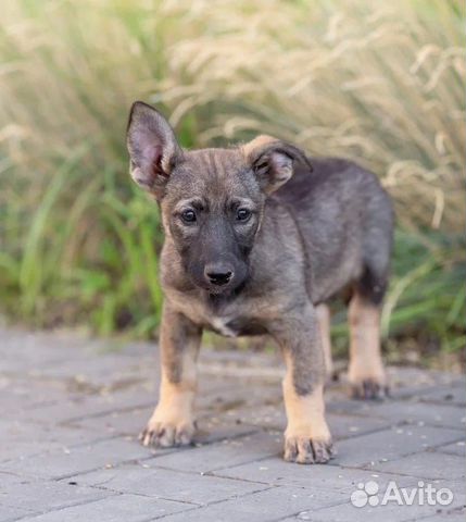 Кутят в добрые ручки