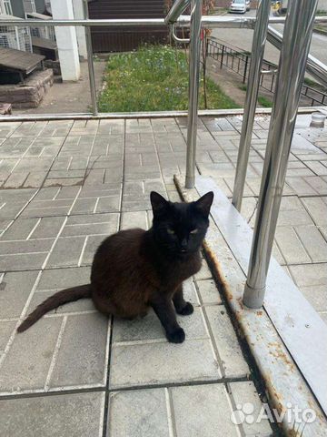 Кошка в дар