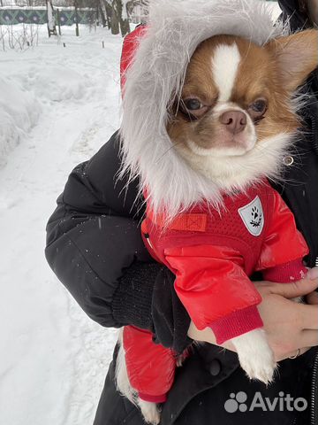 Кобель Чихуахуа