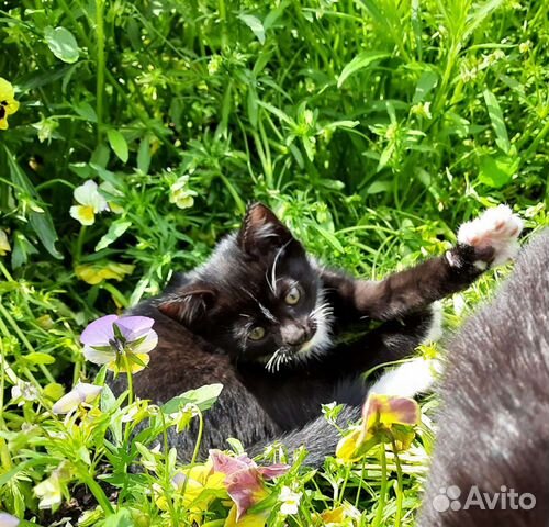 Котёнок от домашней кошки бесплатно