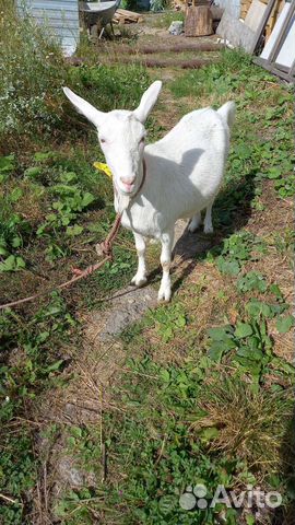 Зааненская коза