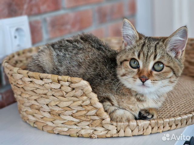 Котёнок Тигруша 2,5 мес. Привита, паспорт