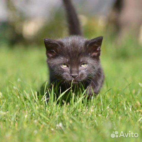 Подброшенные домашние котята очень ищут дом