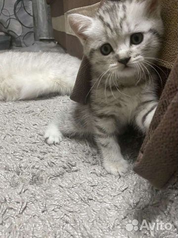 Шотландские прямоухие котята