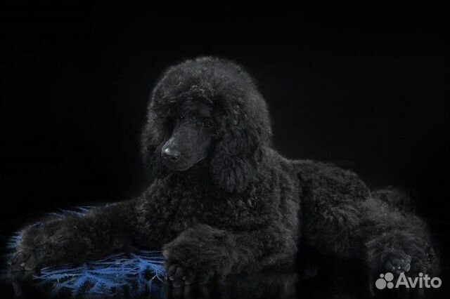 Продам Пуделя