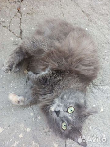 Отдам бесплатно кошку Курильский Бобтейл
