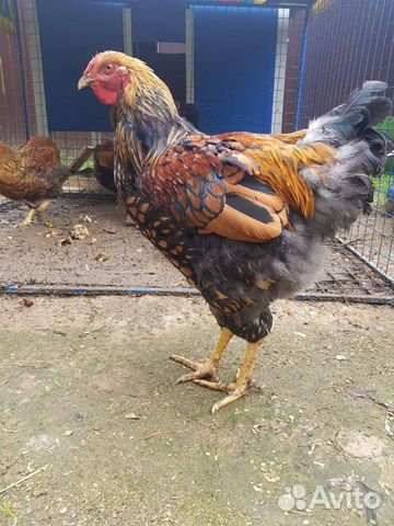 Петух Виандот