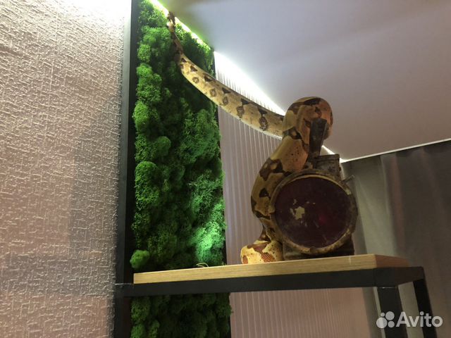 Удав императорския для размножения