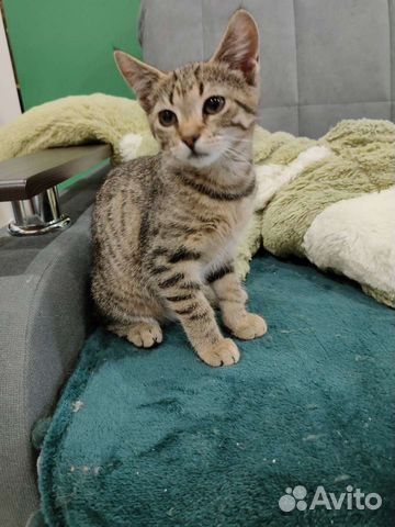 Котенок девочка 3 месяца