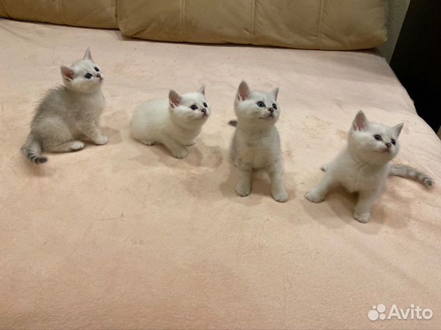 Британские котята