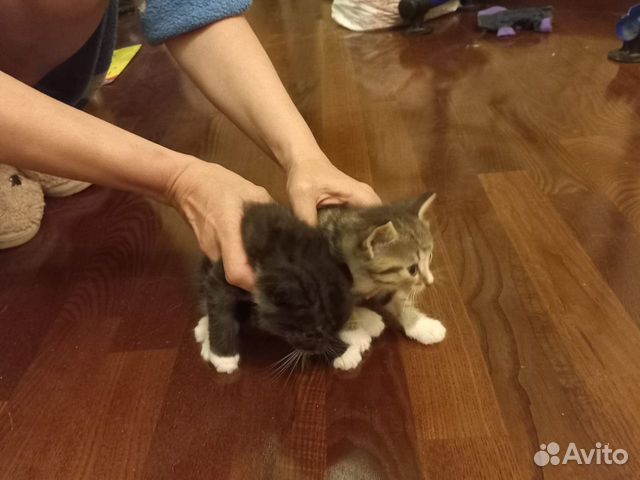 Котята в добрые руки бесплатно
