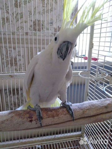 Продам желтохохлого какаду