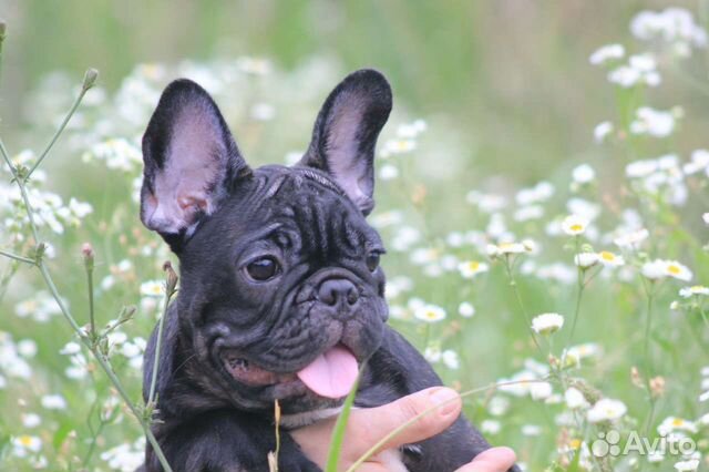 Перспективный мальчик французский бульдог