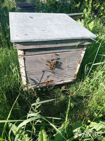 Продаю пчелосемьи