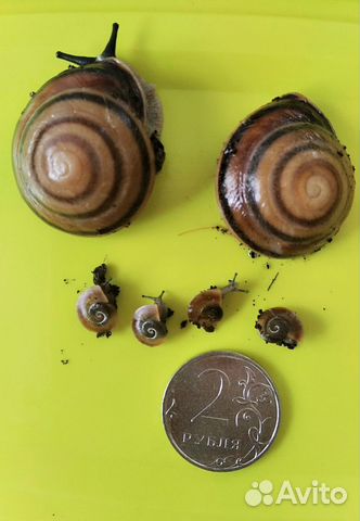 Улитки караколусы