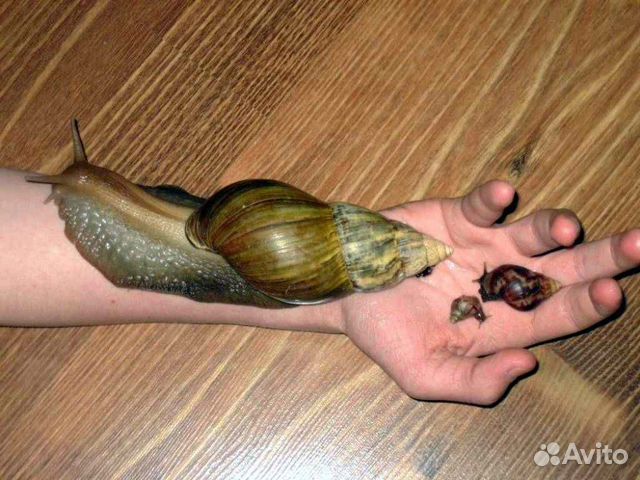 Улитки ахатины маленькие большие 50р