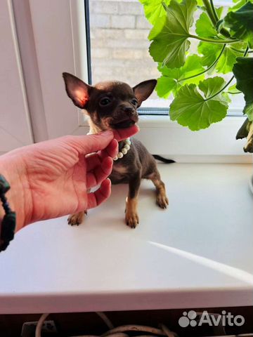 Русский той-терьер щенки большой выбор