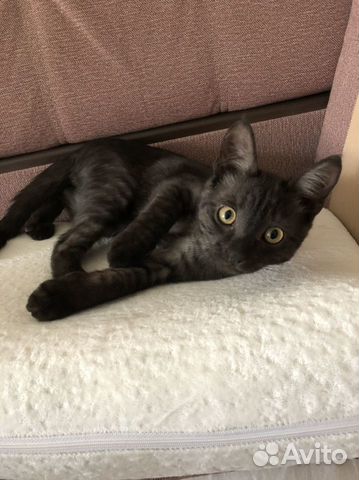 Котенок