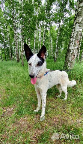 Малышка Веснушка