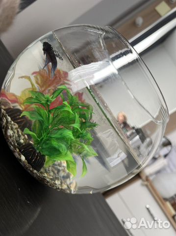 Рыба в аквариум