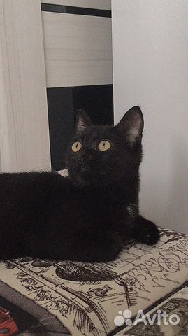 Котенок в добрые руки