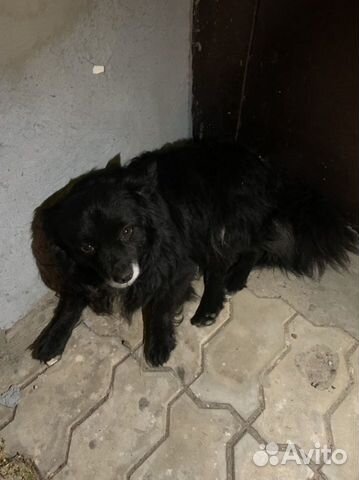 Собака в добрые руки шпиц