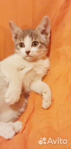 Котенок Маня