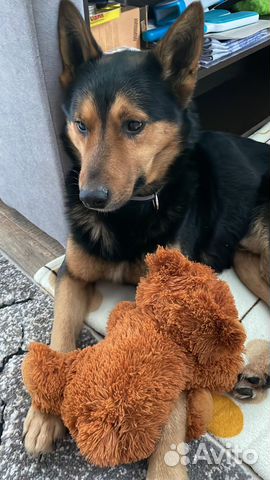 Любимый член семьи